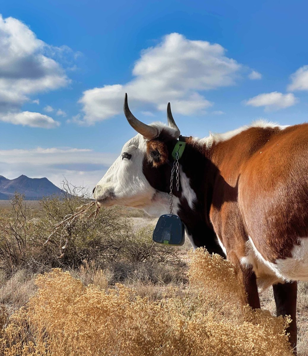 Sustainable grazing practices on arid rangelands